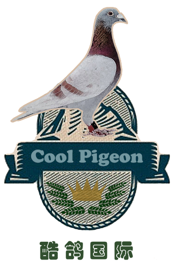 Cool Pigeon Auctions
